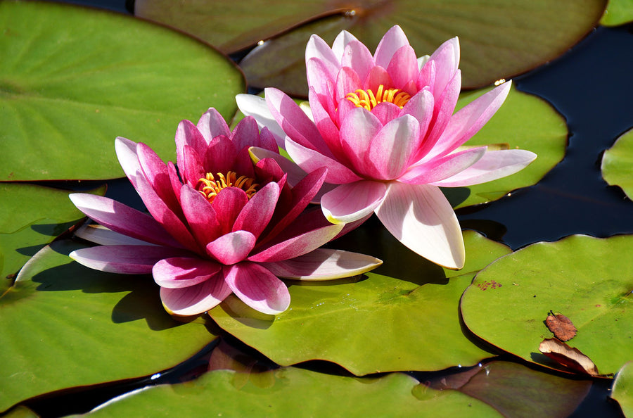 Why Lotus Flower Extract is a Game-Changer for Your Skin